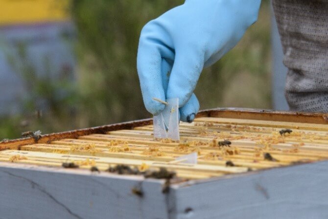 Apivar Strips: 4 Pack | Betterbee