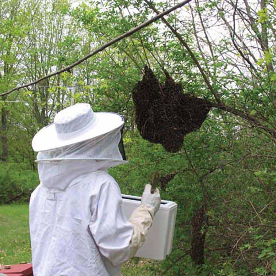 Swarm Catch Lures | Betterbee