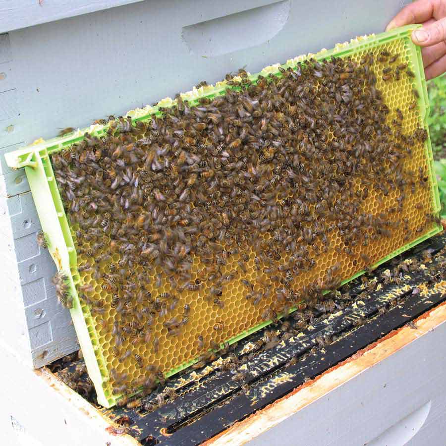 Deep Drone Beehive Frame - Pack of 52 | Betterbee
