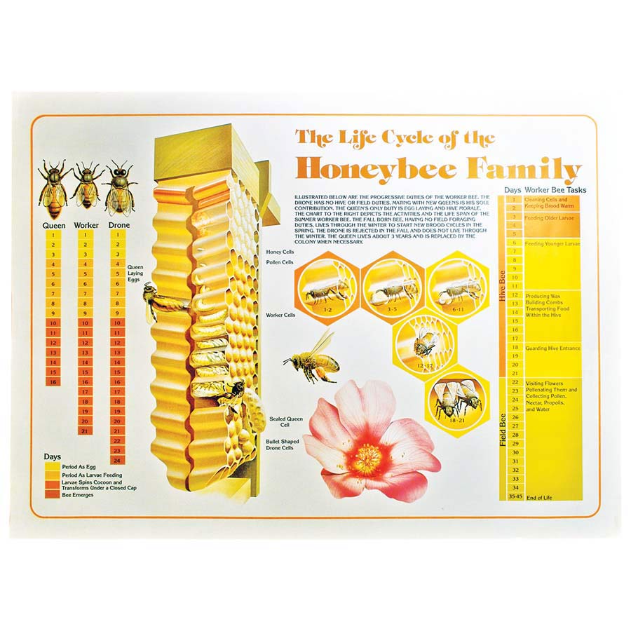 Queen Honey Bee Life Cycle Queen Bees Life Cycle And Royal Jelly SA