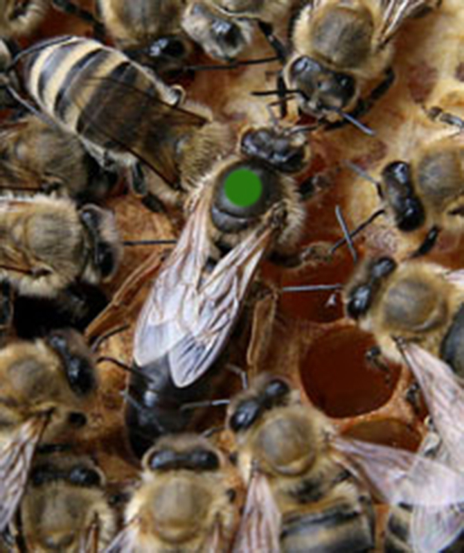 Queen Carniolan | Betterbee